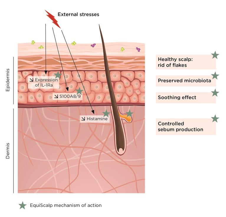 Pacify and Re-Energize. Clariant Active Ingredients unveils a ...