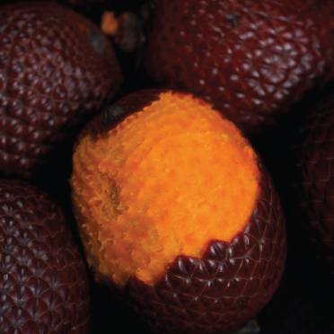 Beraca Buriti Oil